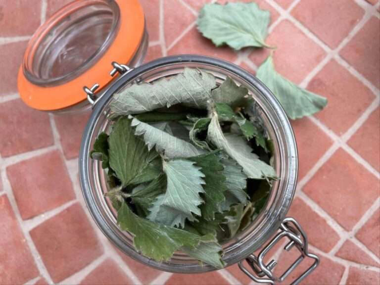 How to Make Strawberry Leaf Tea - Cinnamon and Kale